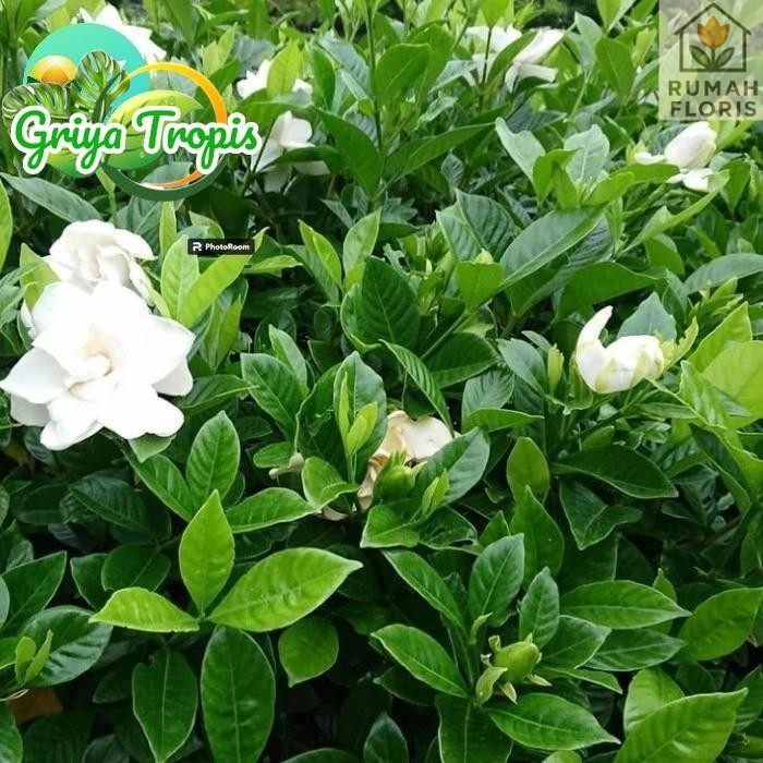 Jual Bunga Harum tanaman bunga melati kaca piring bunga besar wangi ...