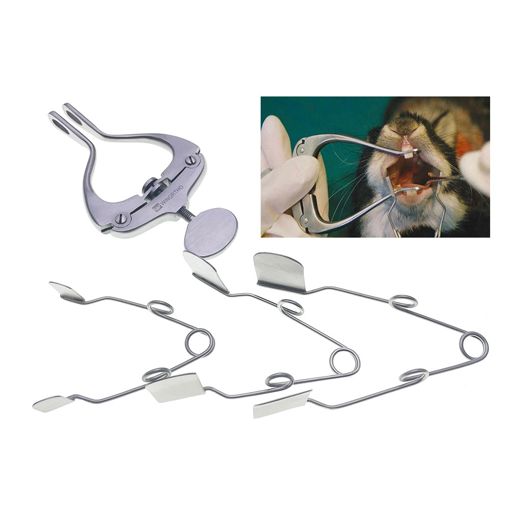 Jual Professional Rodent Rat Rabbit Dental Dentistry trument Buccal ...
