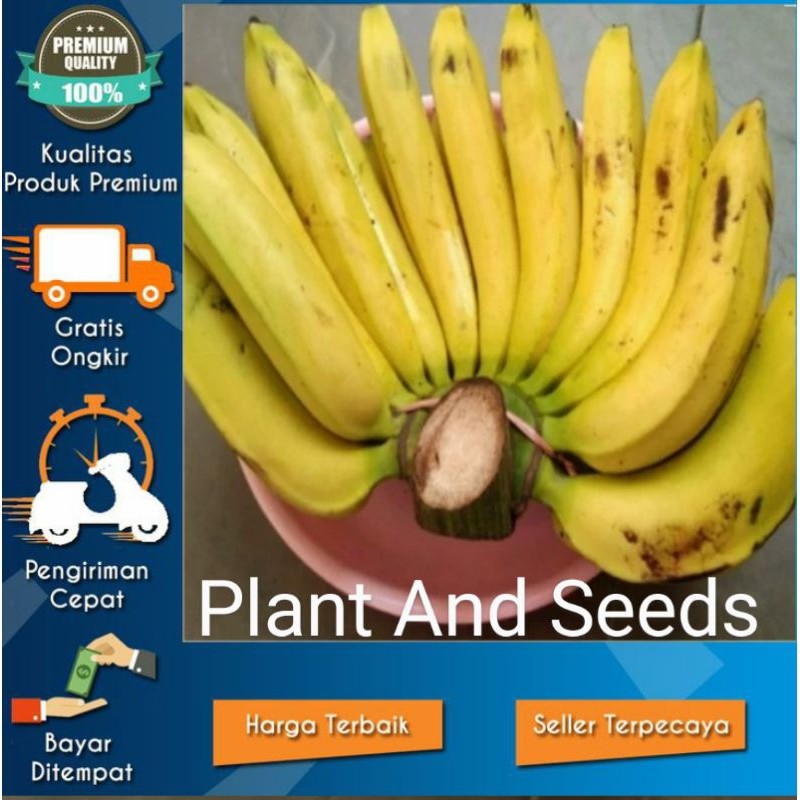 Jual BIBIT PISANG AMBON KUNING PLUS PUPUK METAN TS IMPORT | Shopee ...