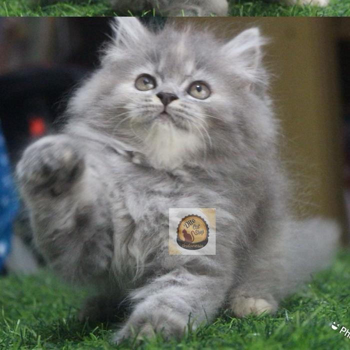 Jual Kucing Blue Tabby Persia Munchkin Himalaya Norwaygian British ...