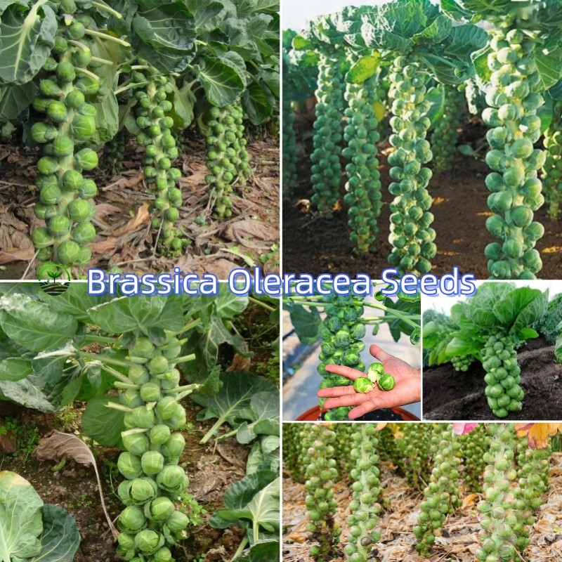 Jual ± 100 BUTIR BENIH IMPORT BRUSSELS SPROUTS / KUBIS MINI HIJAU BENIH ...