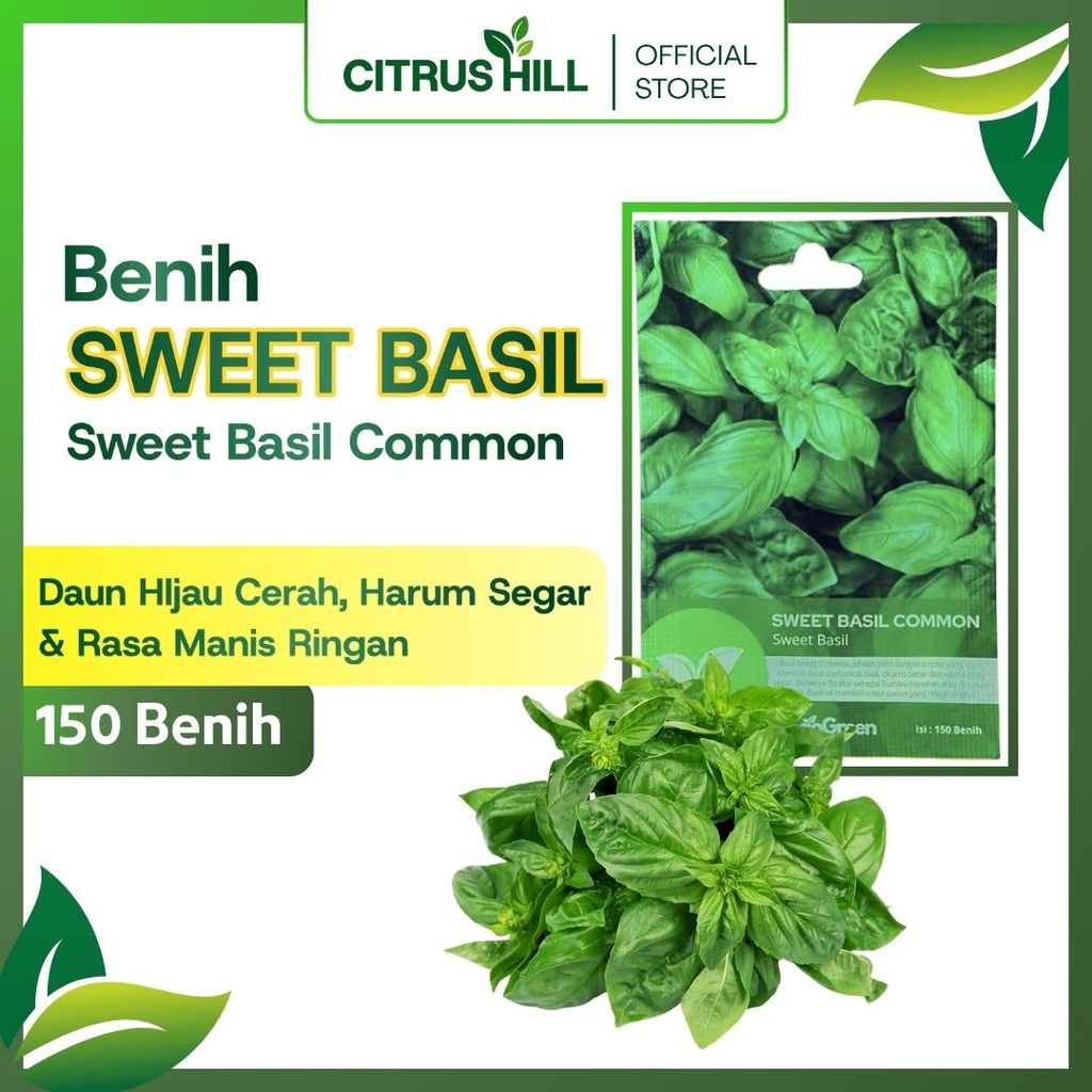 Jual Benih Sweet Basil Common Sweet Basil 150 Benih – Mix Garden Seed ...
