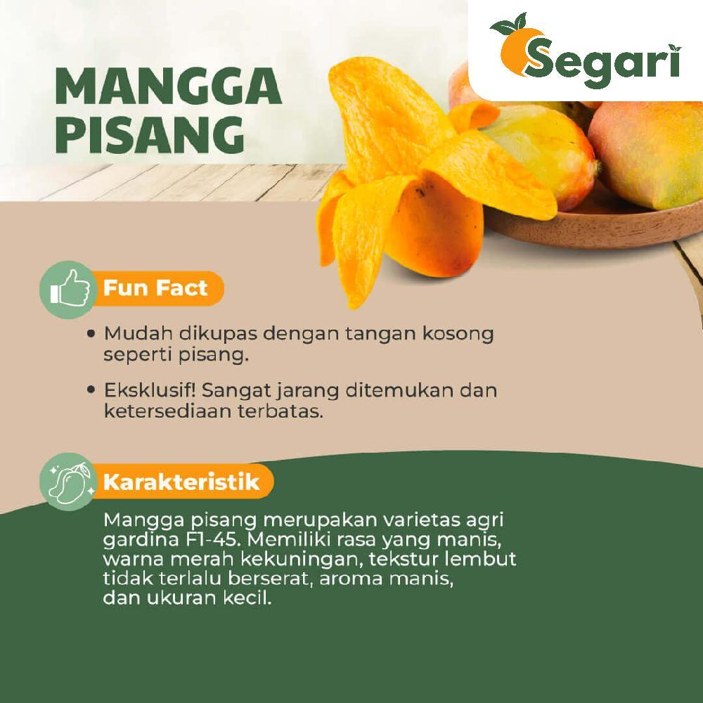 Jual Mangga Pisang Segari ( 0.8 - 1 kg / pack) | Shopee Indonesia