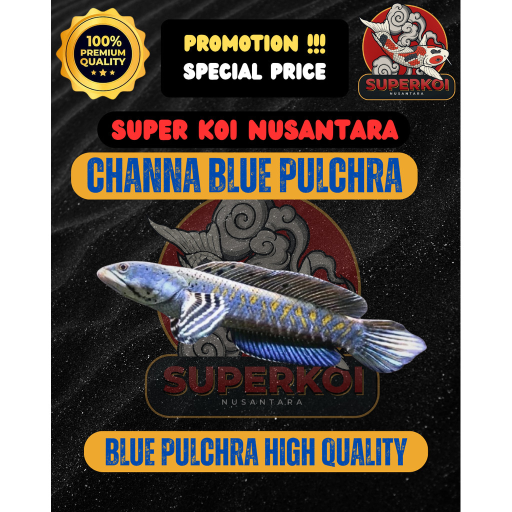 Jual IKAN CHANNA BLUE PULCHRA GRADE A SNAKEHEAD IKAN PREDATOR | Shopee ...