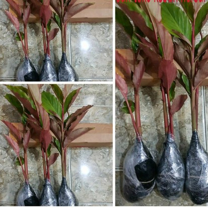 Jual PROMO.. PROMO bibit kecombrang / honje merah beli 5 gratis 1 ...