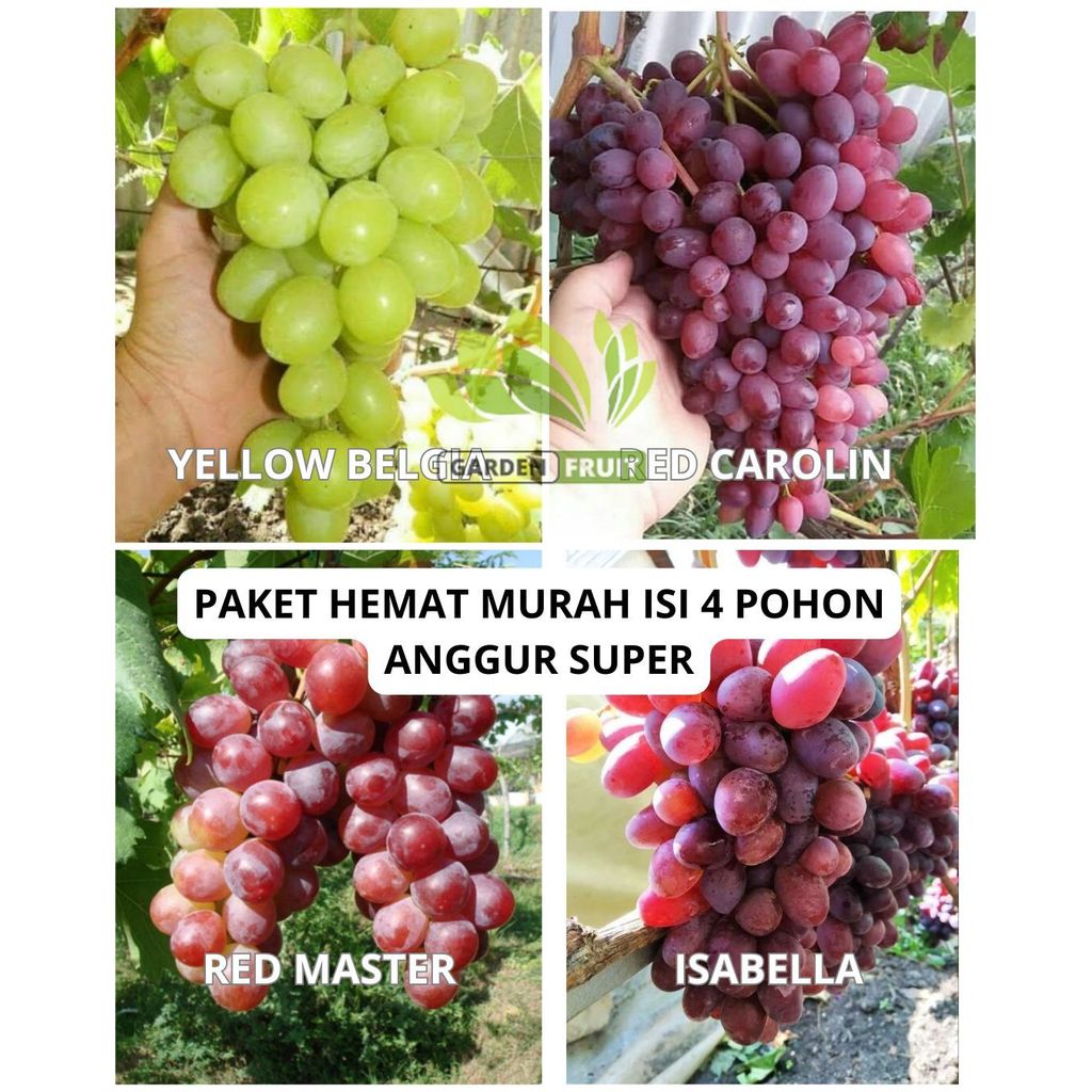 Jual BIBIT ANGGUR 1 PAKET ISI 4 JENIS POHON ANGGUR (COCOK DI TANAM DI ...