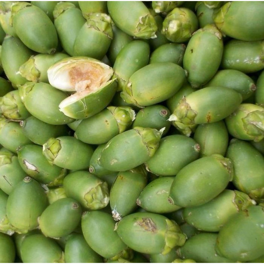 Jual PINANG MUDA 800 gram,segar kualitas terbaik,untuk pembuatan jamu ...