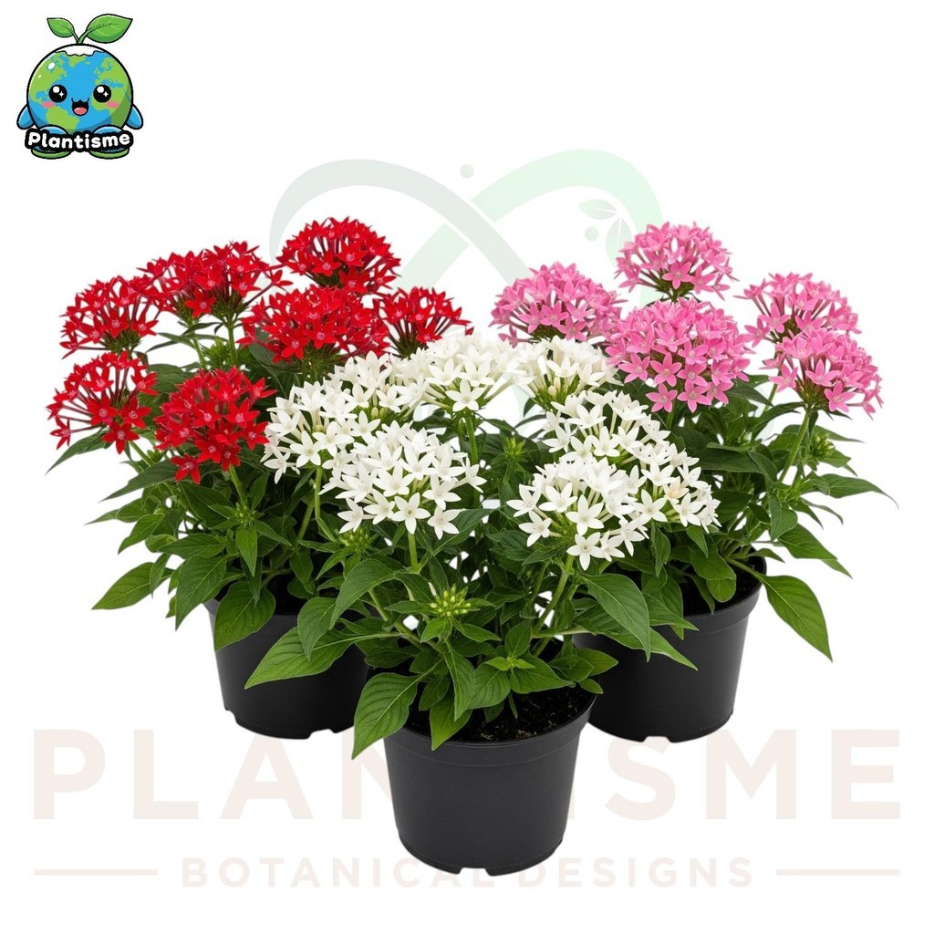 Jual Tanaman Hias – Egyptian Star Flower Pentas lanceolata Bunga Pentas ...