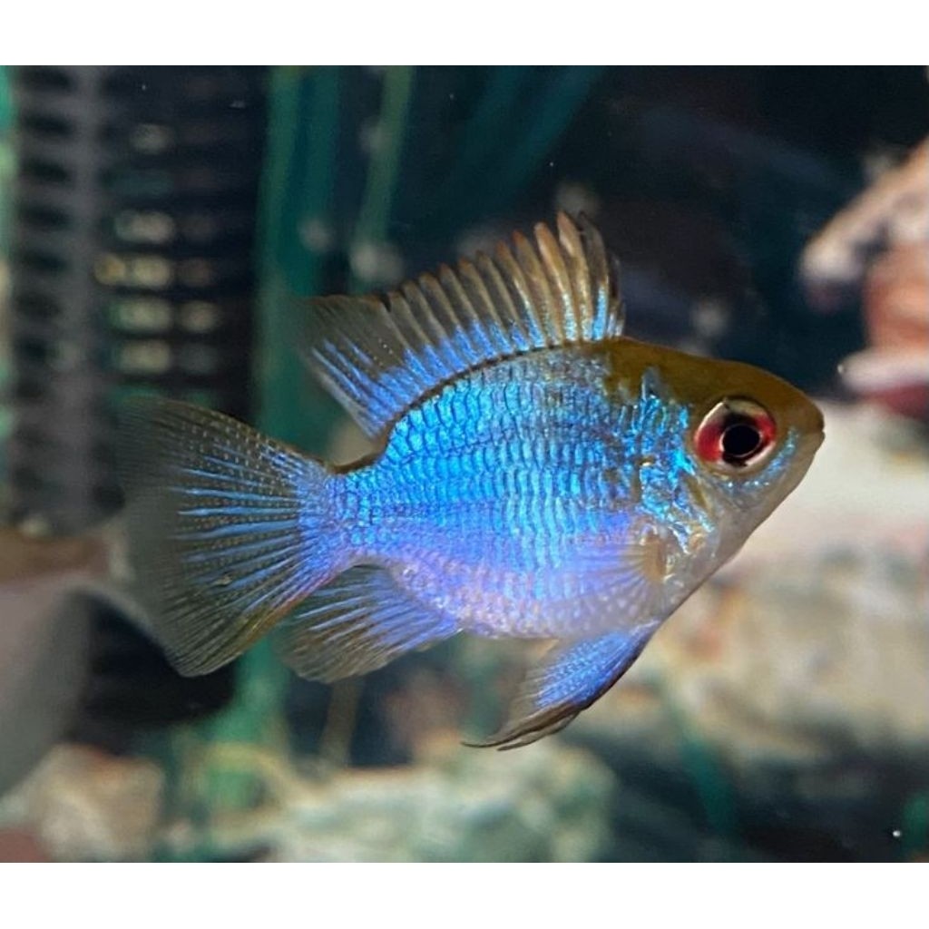 Jual Ikan Blue Electric Ramirezi cocok untuk aquascape blu | Shopee ...
