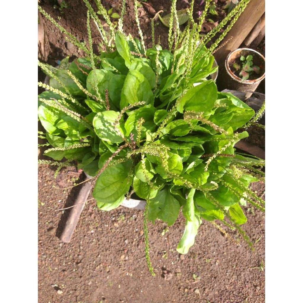 Jual Daun Sendok/Daun Ki Urat segar dan berkhasiat 100 gram | Shopee ...