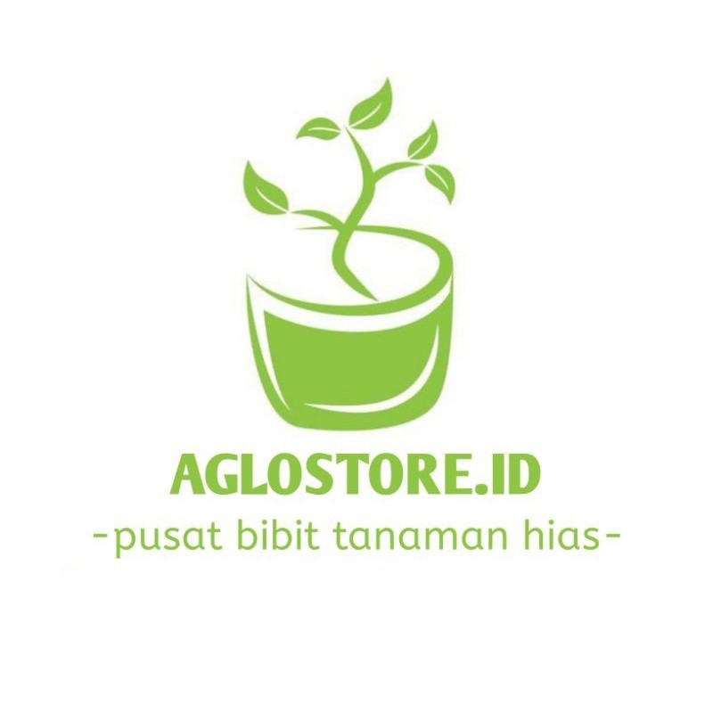 Jual ( BISA BAYAR DI TEMPAT ) Bugenvil jenis ekor musang putih original ...