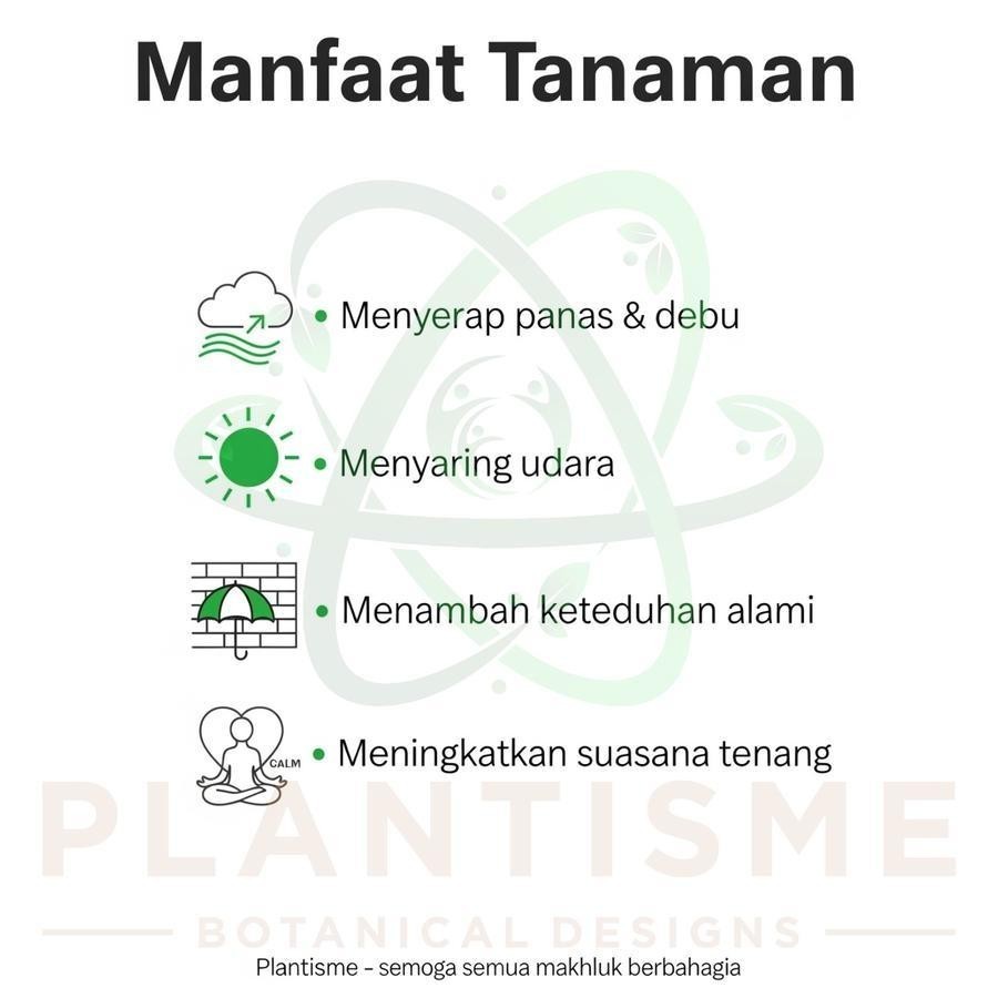 Jual Tanaman Hias – Spineless San Pedro Cactus Plant Trichocereus Macrogonus var. Pachanoi ...