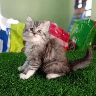 Jual Kucing Mainecoon Terlengkap & Harga Terbaru Desember 2025 | Shopee ...