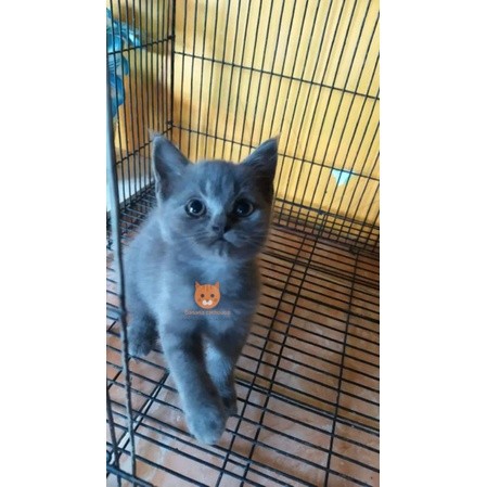 Jual kucing shorthair abu solid Persia British | Shopee Indonesia