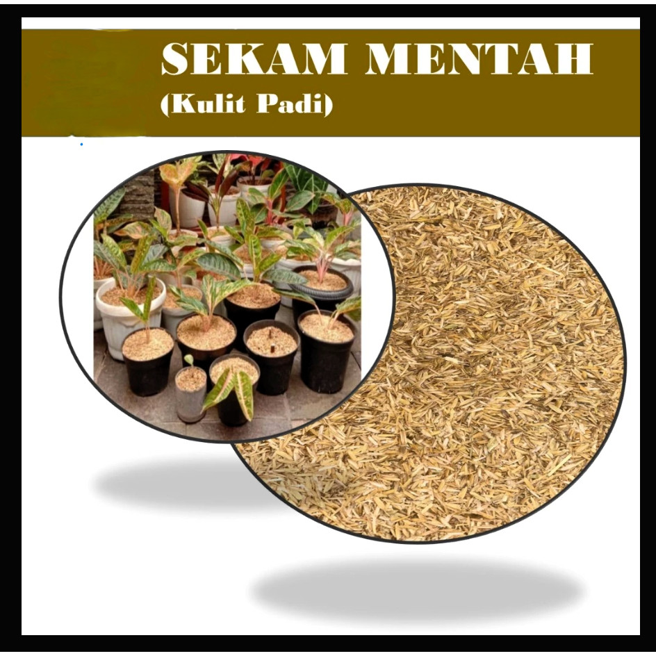 Jual sekam mentah kemasan hemat campuran tanah tanaman | Shopee Indonesia
