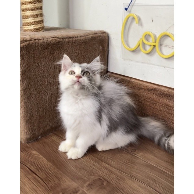 Jual kucing persia calico | Shopee Indonesia