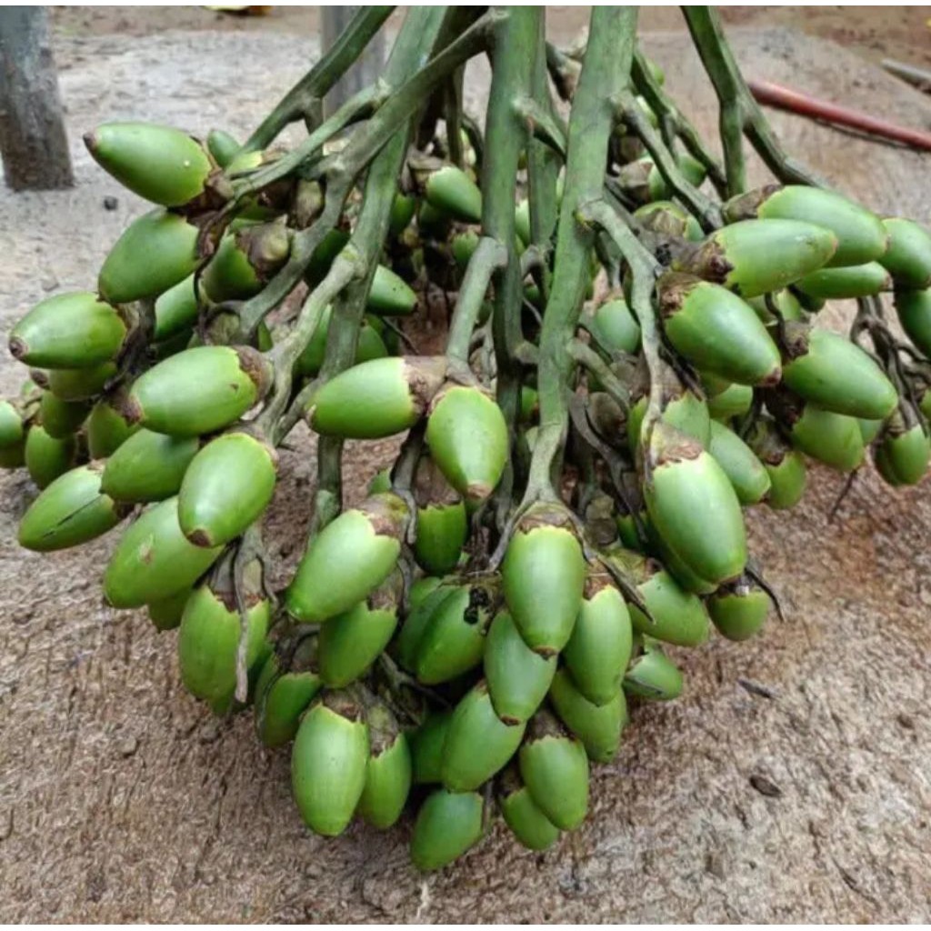 Jual COD_ Buah Pinang Jambe Muda 500 Gram (PANGPUNG ALAM) | Shopee ...