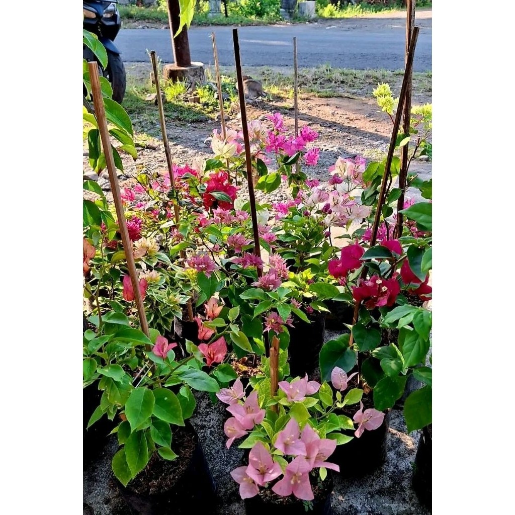 Jual ( BISA BAYAR DI TEMPAT ) Promo Bibit Bugenvil Ukuran 1 Meter ...