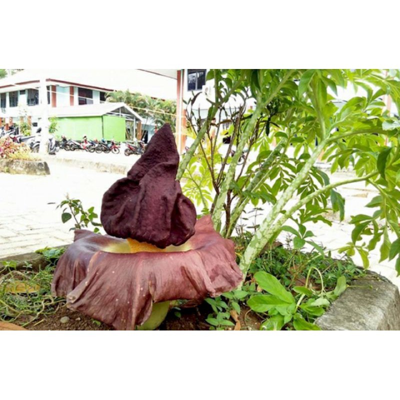 Jual umbi suwek/bunga bangkai 1kg Umbi Suweg Segar Fresh 1kg Untuk ...