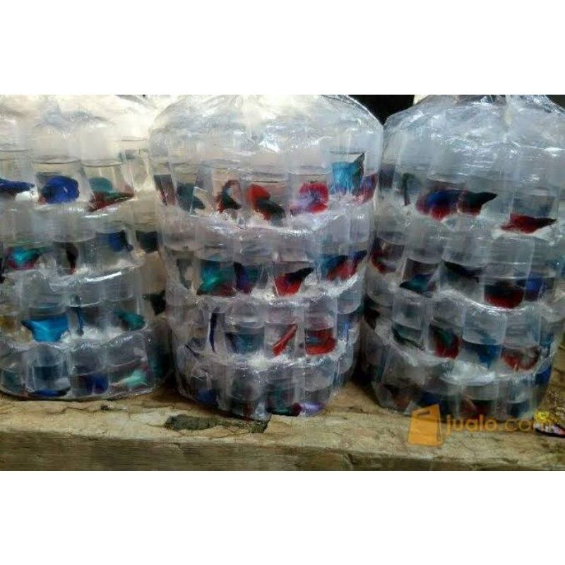 Jual Cupang hm Paket Isi 30 Halfmoon Bulan Warna Warni Siap Jual ...