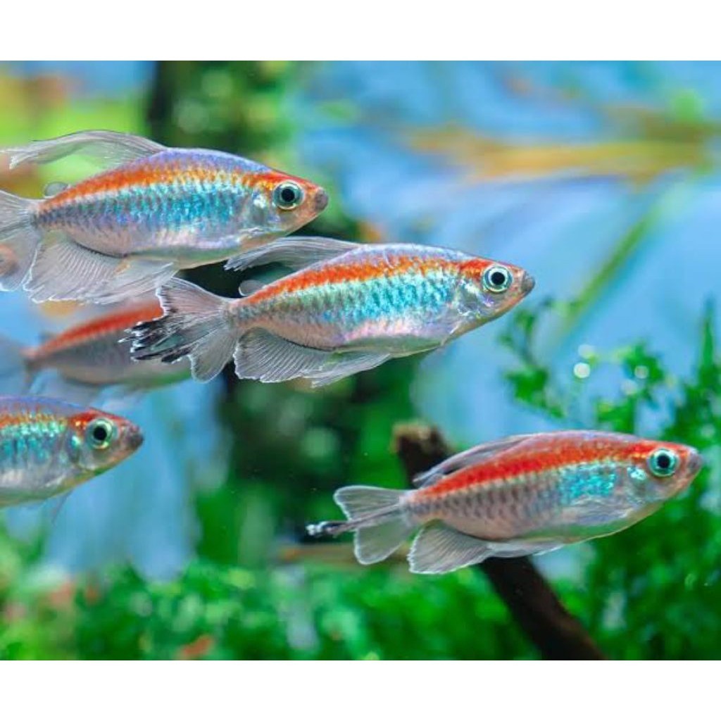 Jual ikan congo tetra sz M hiasan aquarium bisa cod | Shopee Indonesia