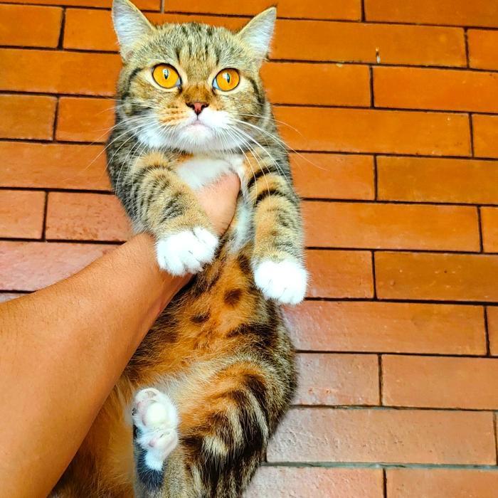 Jual kucing britishshorthair calico marbel | Shopee Indonesia