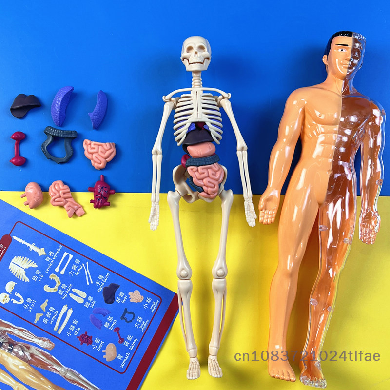 Jual 1 Set 3D Human Skeleton Organ Anatomy Scientific Model Kids Body ...