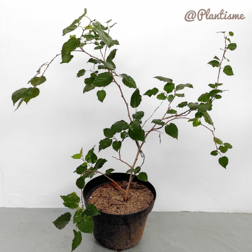 Jual Dekorasi Tanaman Buah – Red Mulberry Morus alba Murbei Arbei ...