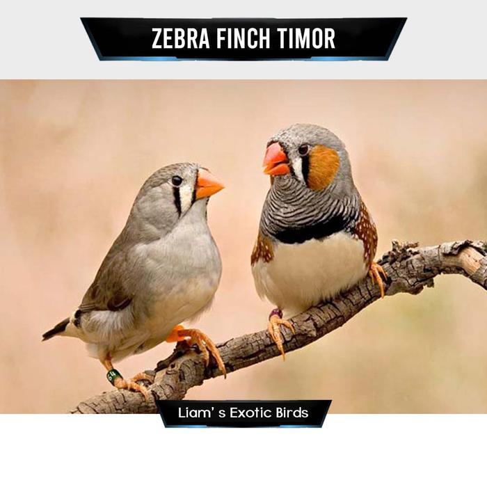 Jual Zebra Finch Timor Sepasang Jantan Betina - Jantan | Shopee Indonesia