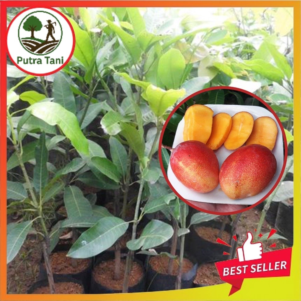 Jual Bibit Mangga Garifta Merah Asli Tanaman Buah Okulasi Super Unggul ...