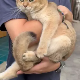 Jual Kucing BSH Terlengkap & Harga Terbaru Desember 2025 | Shopee Indonesia