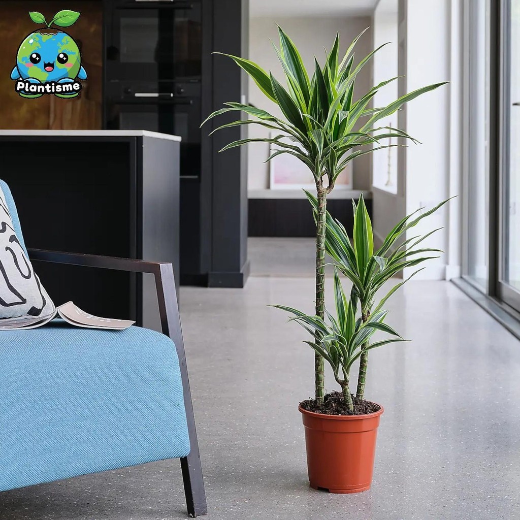 Jual Tanaman Hias – Lemon Stripe Dracaena Dragon Tree Warna Cerah Plant ...