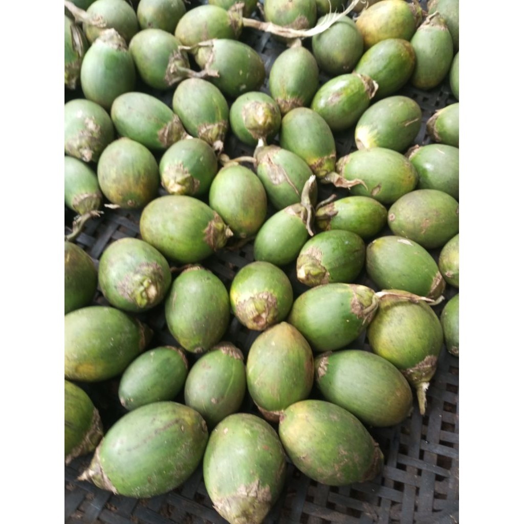 Jual COD_ Buah Pinang Muda CAMPUR pinang TUA/Jambe Muda 1000 gram ...
