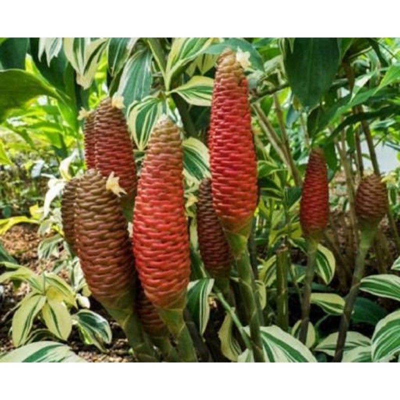 Jual Tanaman Lempuyang+buah lempuyang (Zingiber zerumbet)/Bunga ...