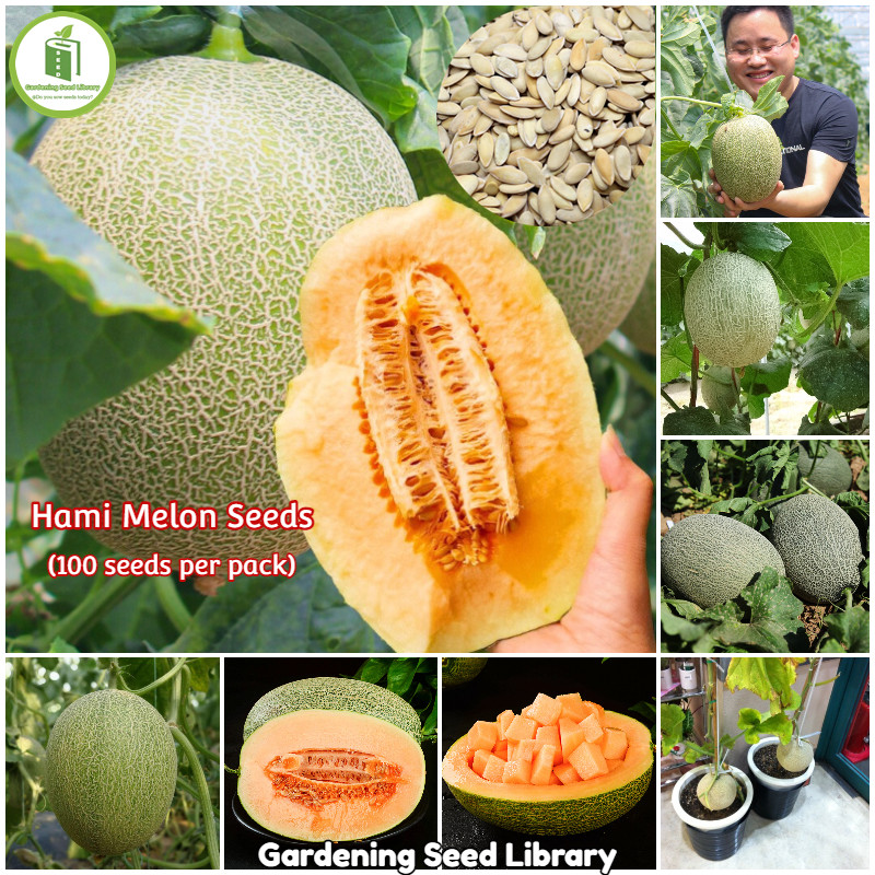 Jual Sweet Cantaloupe Seeds Hami Melon Seeds for Planting (30benih ...