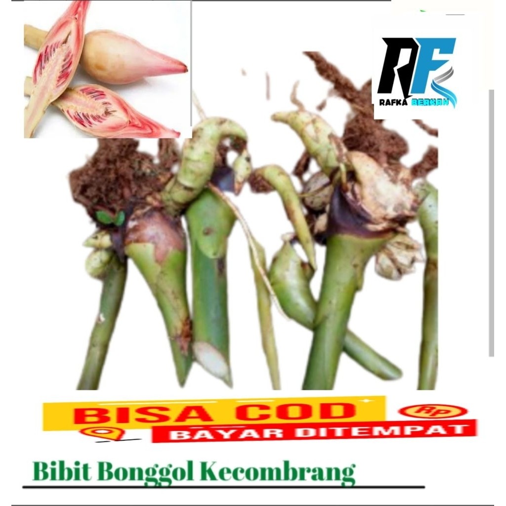Jual benih kecombrang umbi tunas 2/3/4 tunas siap tanam jenis hijou ...