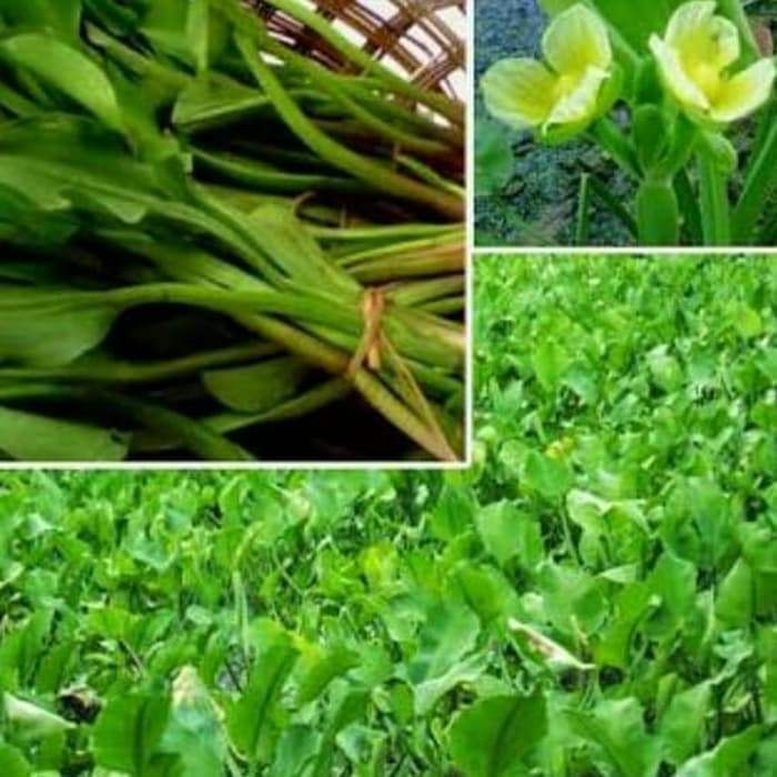 Jual Daun gendot (Genjer) obat anemia dan sejuta kehasiyat | Shopee ...