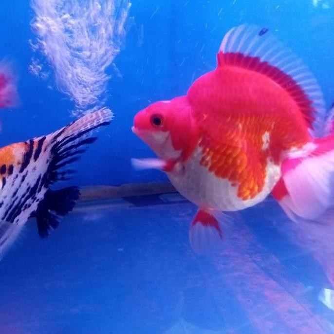 Jual Ikan Mas Koki Ryukin Red White 8-11Cm Punuk Unta Asli Hiasan ...