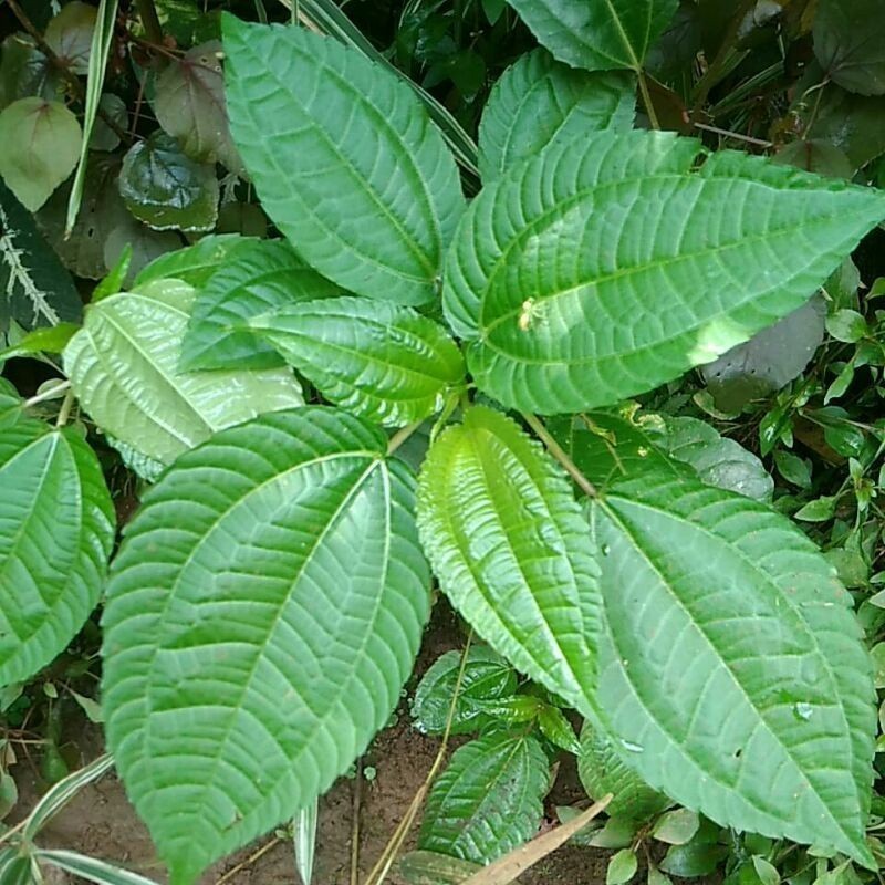 Jual Bibit Tanaman Pohpohan / Bibit Daun Pohpohan Lalapan Herbal Siap ...