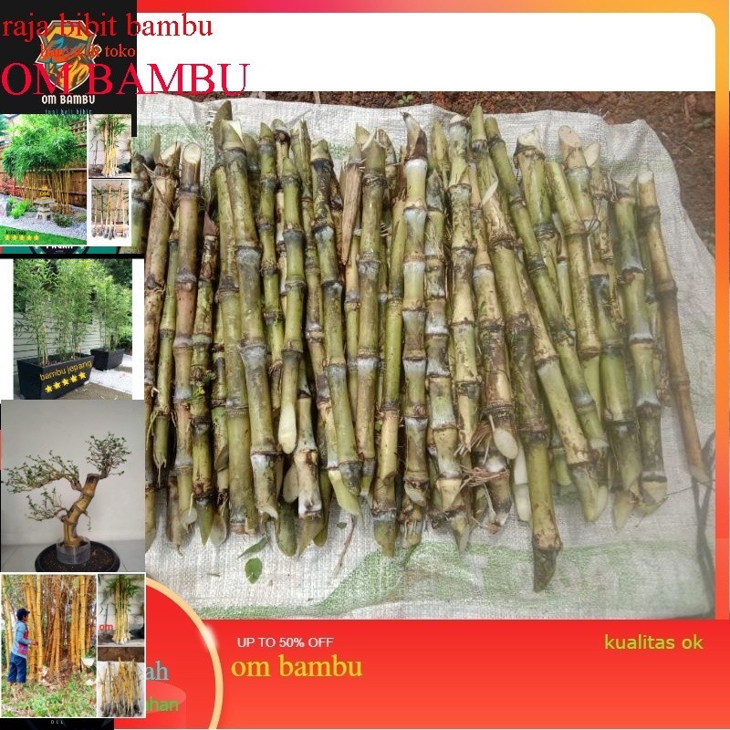 Jual Stek Trubuk Tebu Telor 1 kg Bibit Tiwu, Trubuk sayur afiah mart ...