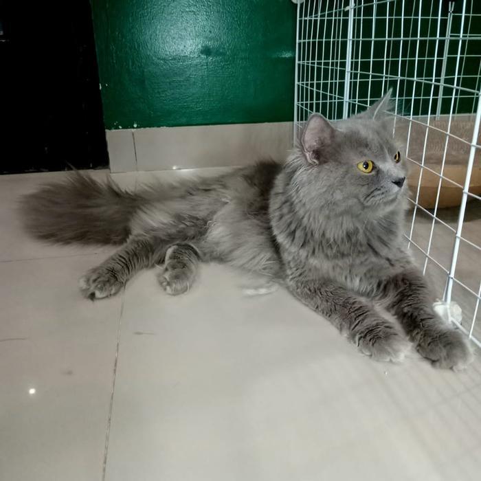 Jual Kucing persia blue solid (abu) | Shopee Indonesia