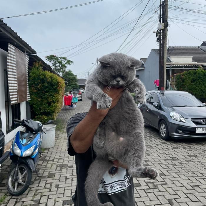 Jual BSH BLUE NONPED | Shopee Indonesia