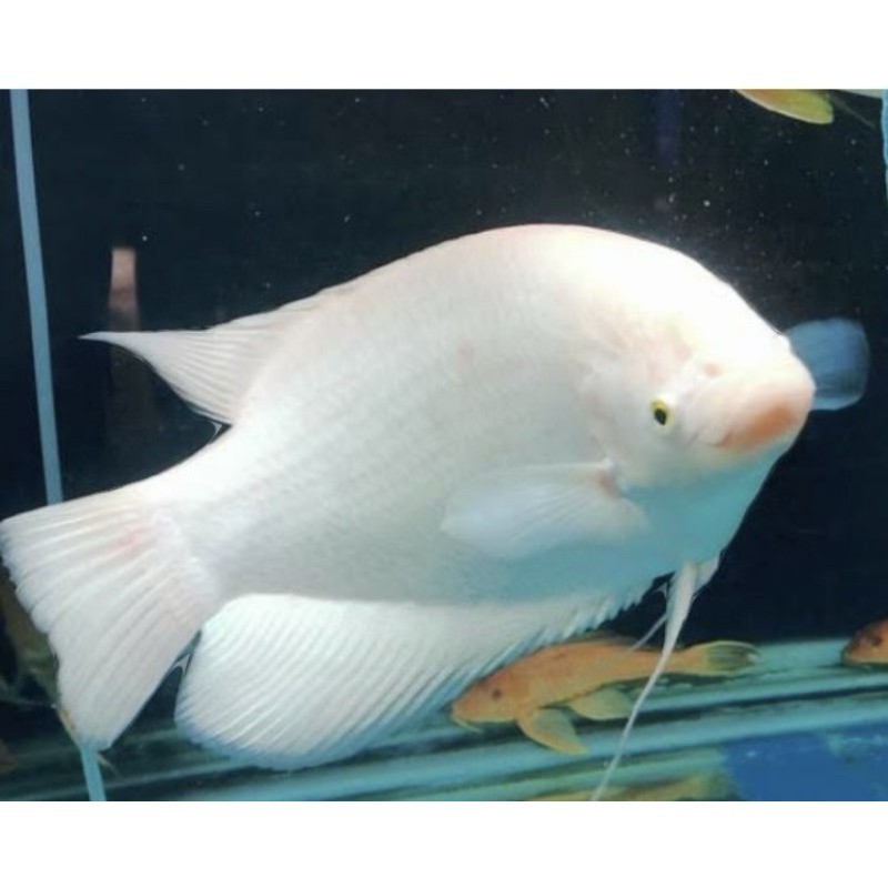 Jual Ikan GURAME ALBINO / PADANG SIZE uk 7-6cm | Shopee Indonesia
