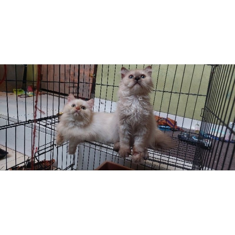 Jual anak kucing ras persia munchkin Scottish fold | Shopee Indonesia