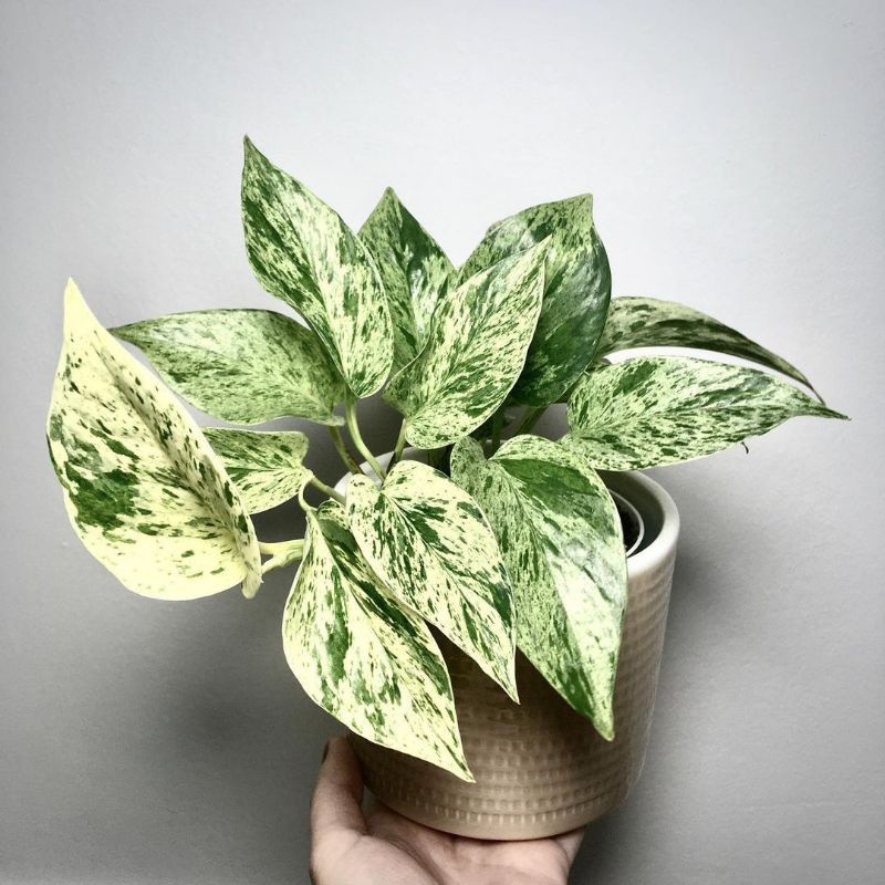 Jual Tanaman Sirih gading susu / epipremnum marble queen | sirih gading ...