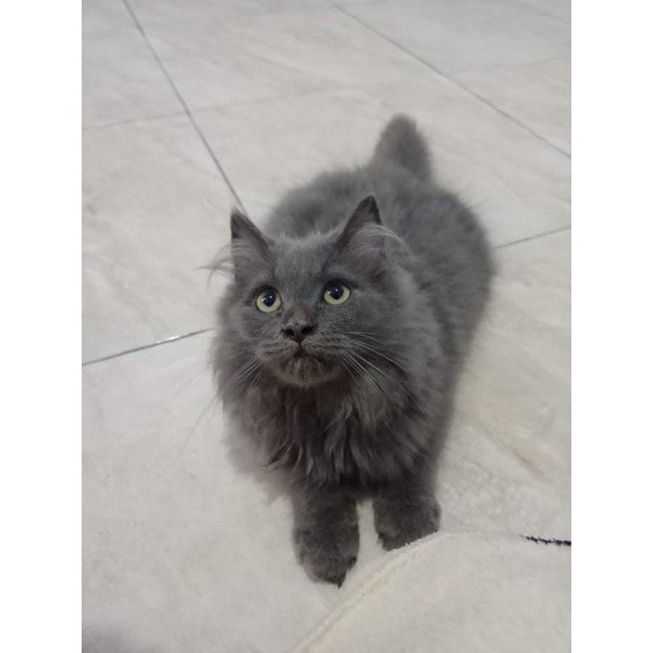 Jual KUCING KITTEN RUSSIAN BLUE | Shopee Indonesia