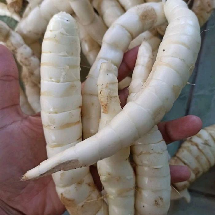 Jual (1 kg) umbi garut / kerut / lerut asli kaya manfa'at - 1 kg ...
