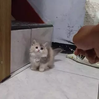 Jual Kucing BSH Terlengkap & Harga Terbaru Desember 2025 | Shopee Indonesia