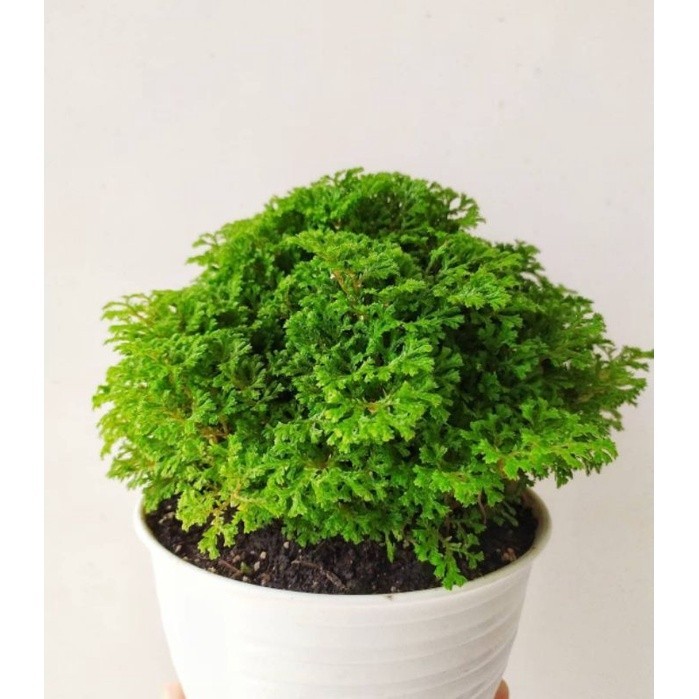 Jual Tanaman hias indoor lumut Ambon / tanaman paludarium rumput Papua ...