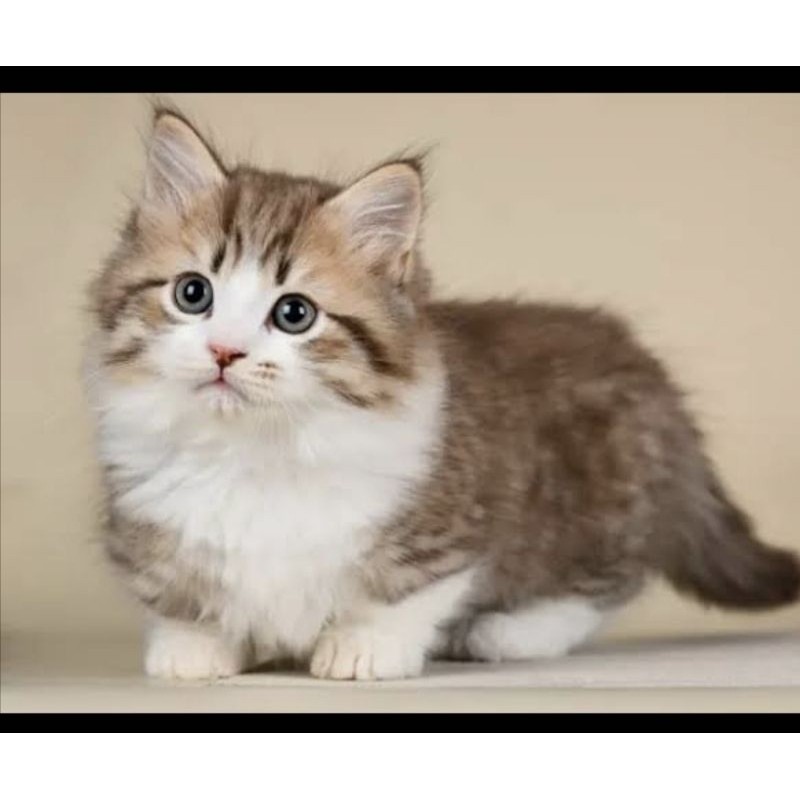 Jual anak kucing ras persia munchkin Scottish fold | Shopee Indonesia
